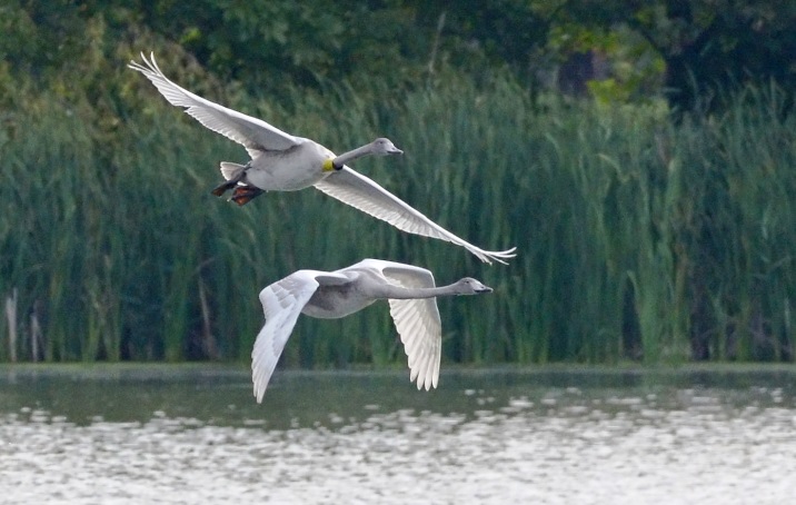 Ptáci - Mláďata labutě Zpěvanky již létají nad rybníkem