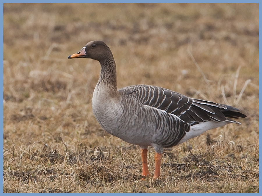 Ptáci - Husa polní (Anser fabalis) nebo husa tundrová (Anser serrirostris)?
