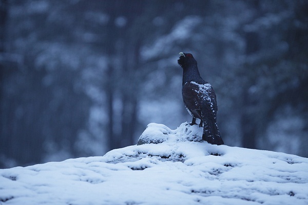 Ptáci - Tetřev hlušec (Tetrao urogallus) v roce 2012