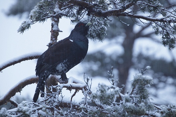 Ptáci - Tetřev hlušec (Tetrao urogallus) v roce 2012