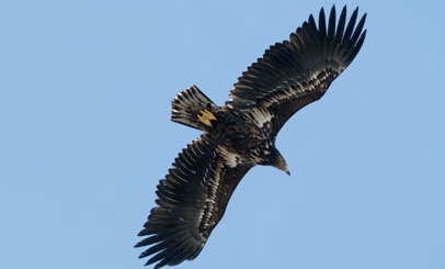 Ptáci - Orel skalní vs. orel mořský
