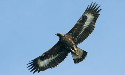 Ptáci - Orel skalní vs. orel mořský