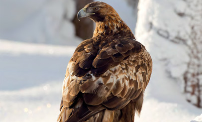 Ptáci - Orel skalní vs. orel mořský