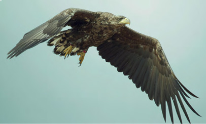 Ptáci - Orel skalní vs. orel mořský