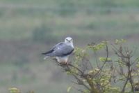 Ptáci - 290. druh nese jméno luněc šedý